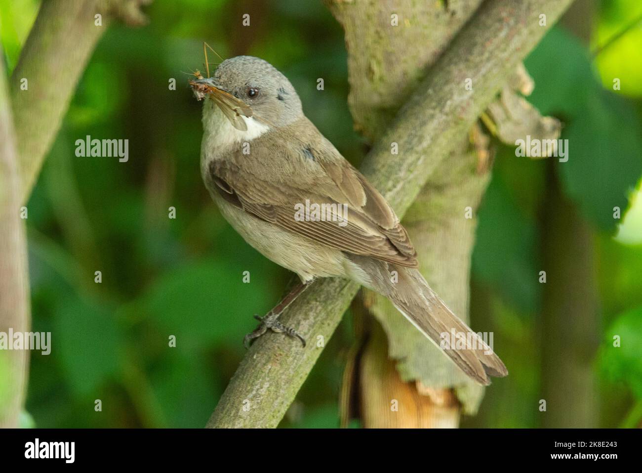 Clapper Warbler with Food in Beak Sitting on Branch Seen from Left ...