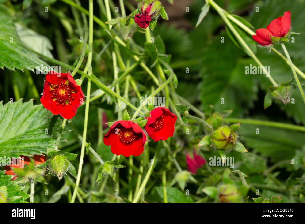 Blood red cinquefoil three open red flowers Stock Photo - Alamy