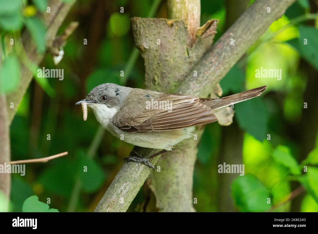 Clapper Warbler with Food in Beak Sitting on Branch Seen from Left ...