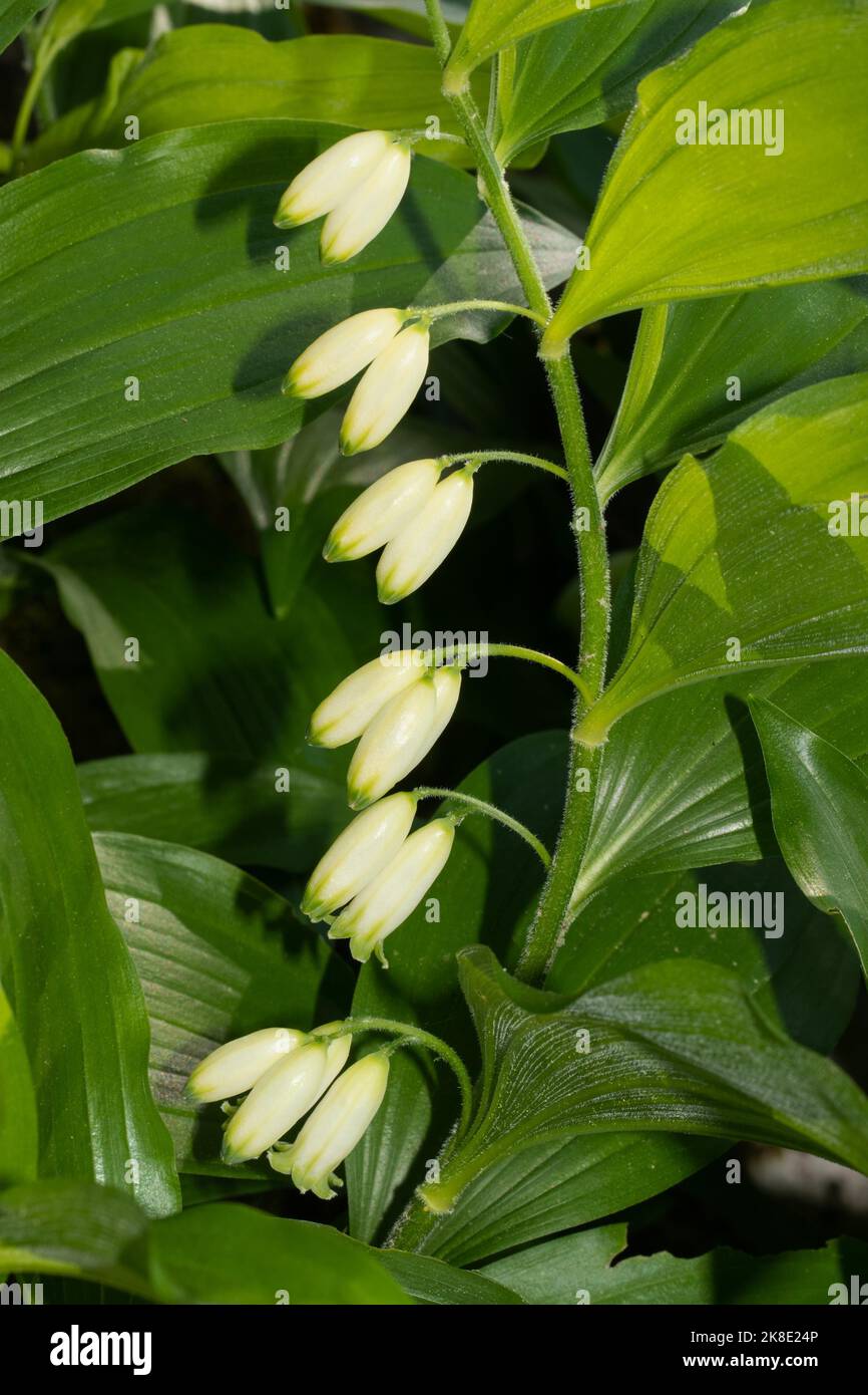 Solomon's seal Inflorescence with several white flowers in front of ...