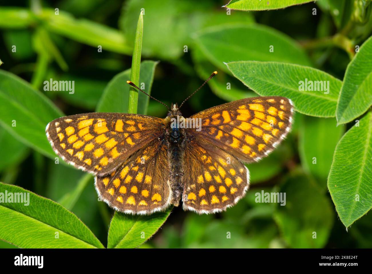 Nickerl's Fritillary Butterfly with open wings sitting on green leaf ...
