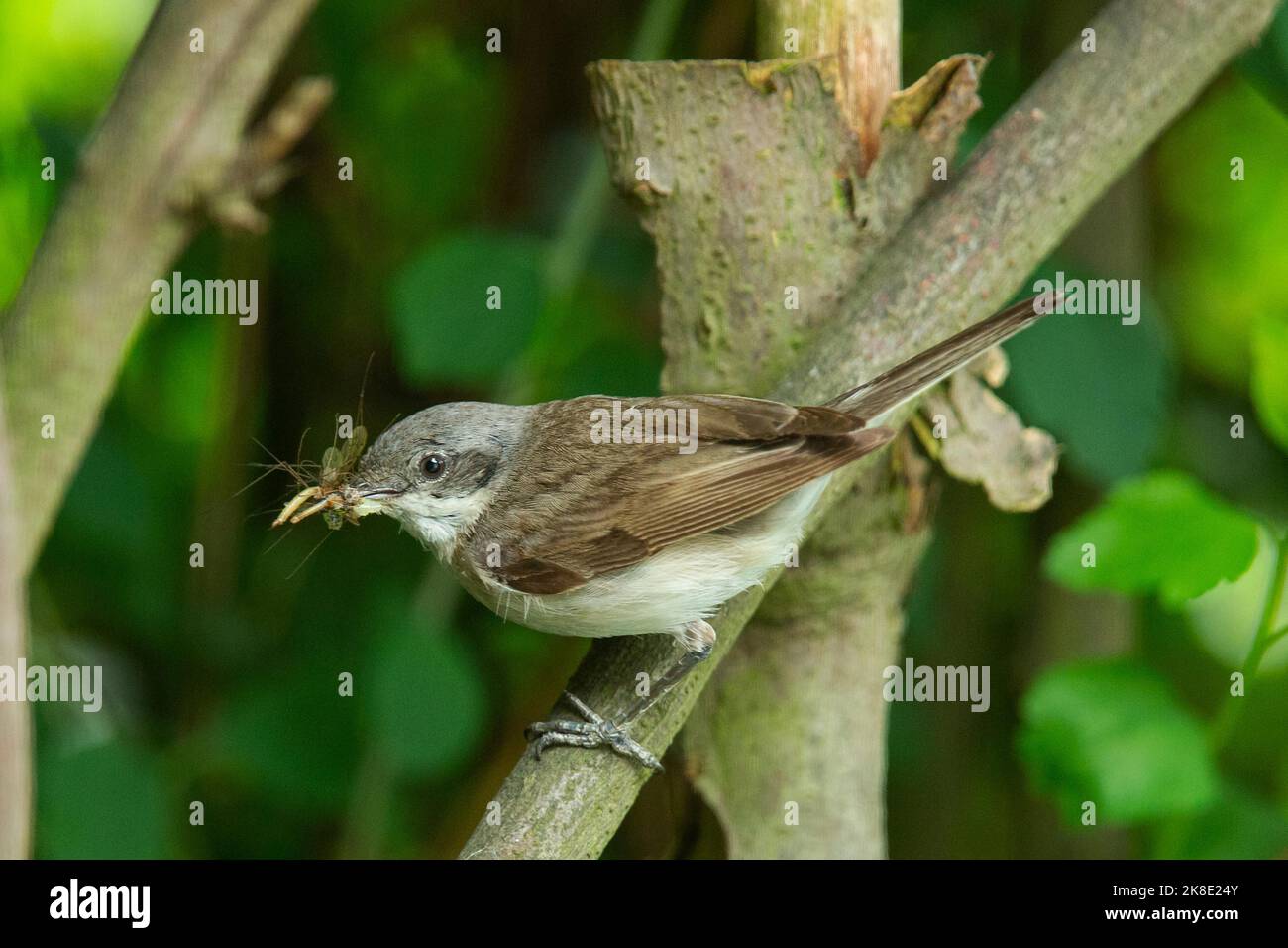 Clapper Warbler with Food in Beak Sitting on Branch Seen from Left ...