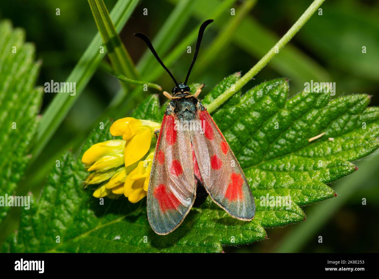 Yellow rear wing hi-res stock photography and images - Alamy