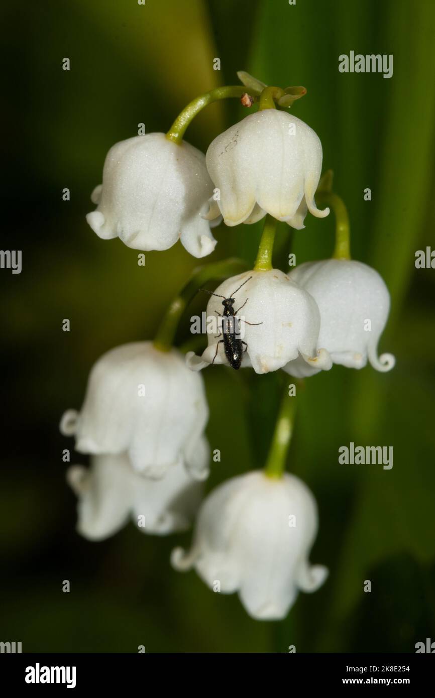 Lily of the valley flower panicle with some opened white flowers and ...