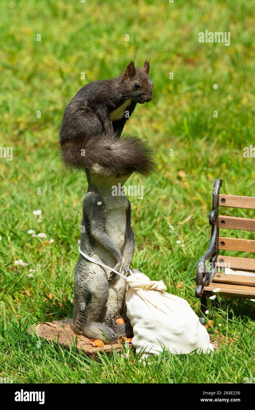 Squirrel sitting on meerkat next to feed bag in green grass looking ...