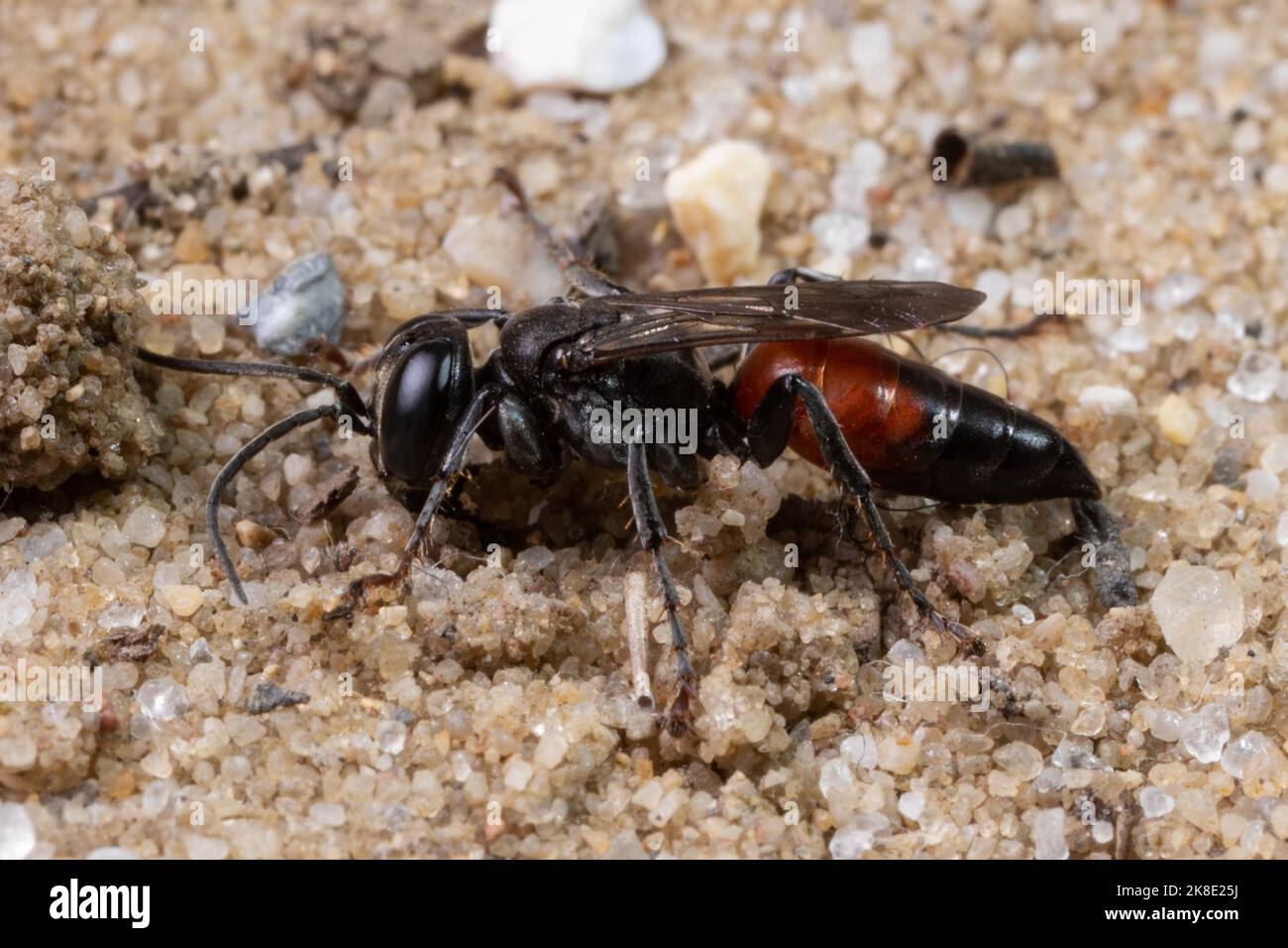 Cockroach hunting grasshopper wasp sitting on sand left looking Stock ...