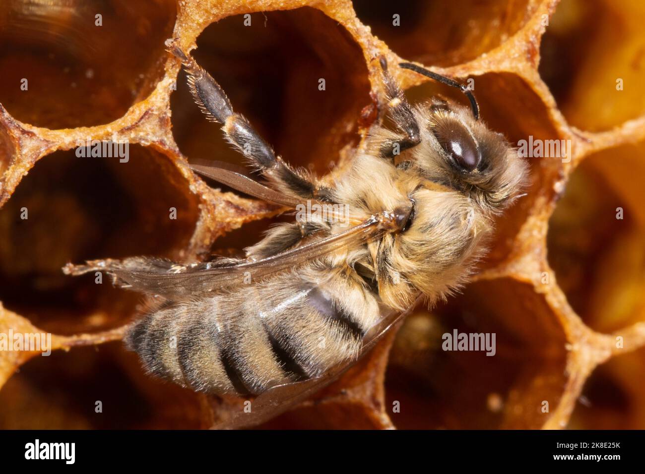 Honey bee drone sitting on honeycomb right looking Stock Photo - Alamy