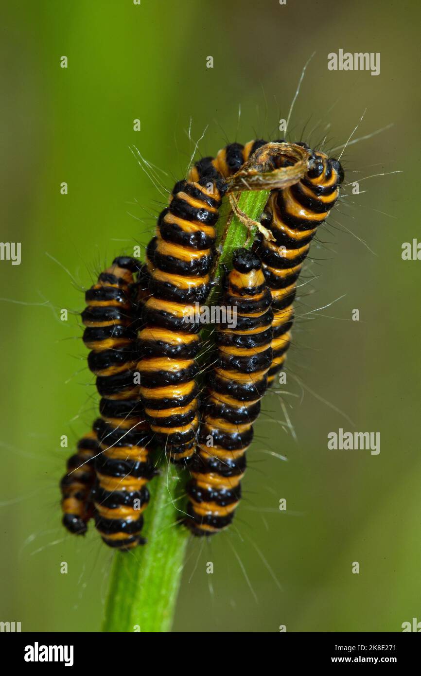 Several green caterpillars hi-res stock photography and images - Alamy