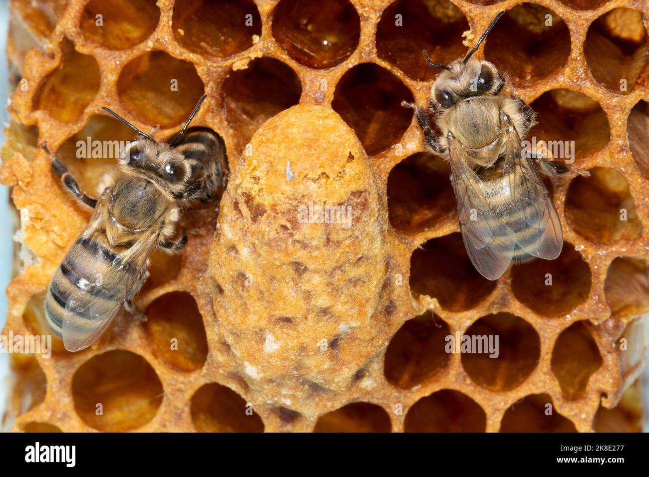 Honey bee two animals sitting on comb next to queen cell from behind ...