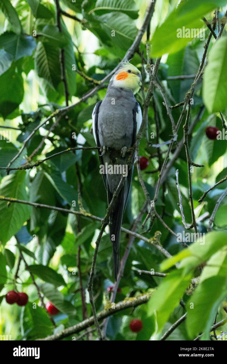 Cockatiel fruit hi-res stock photography and images - Alamy