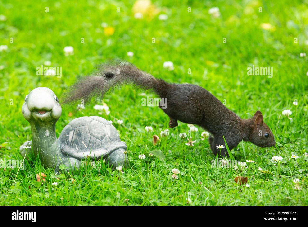 Squirrel jumping next to turtle in green grass seen right Stock Photo ...