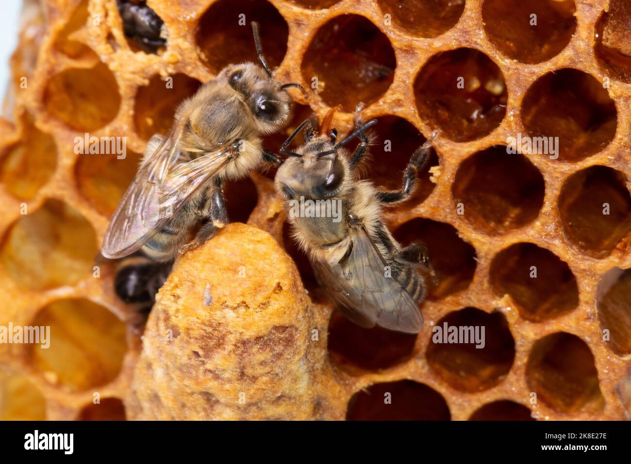 Honey bee two animals sitting at comb next to queen cell seeing ...