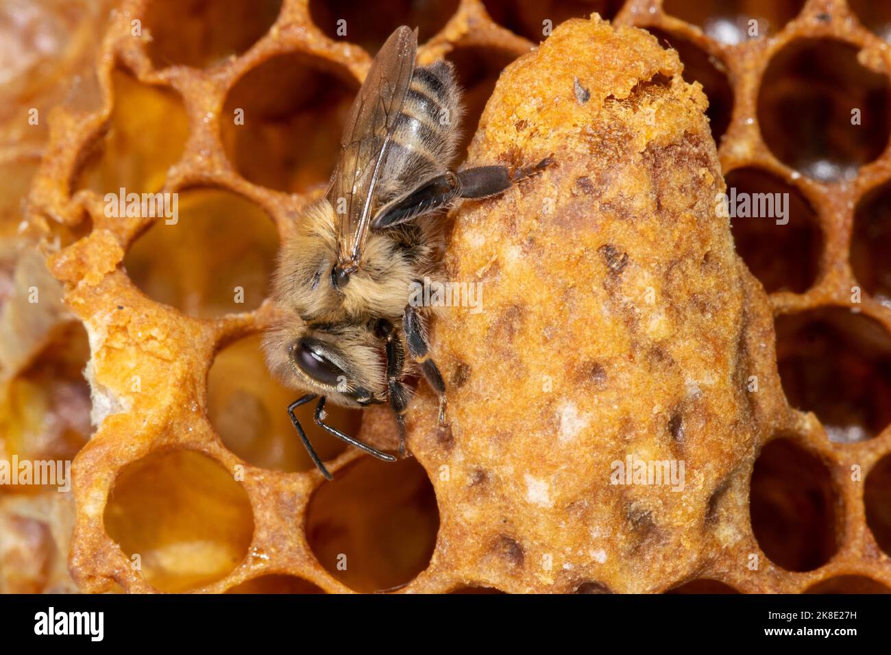 Honey bee sitting on comb next to queen cell looking down left side ...
