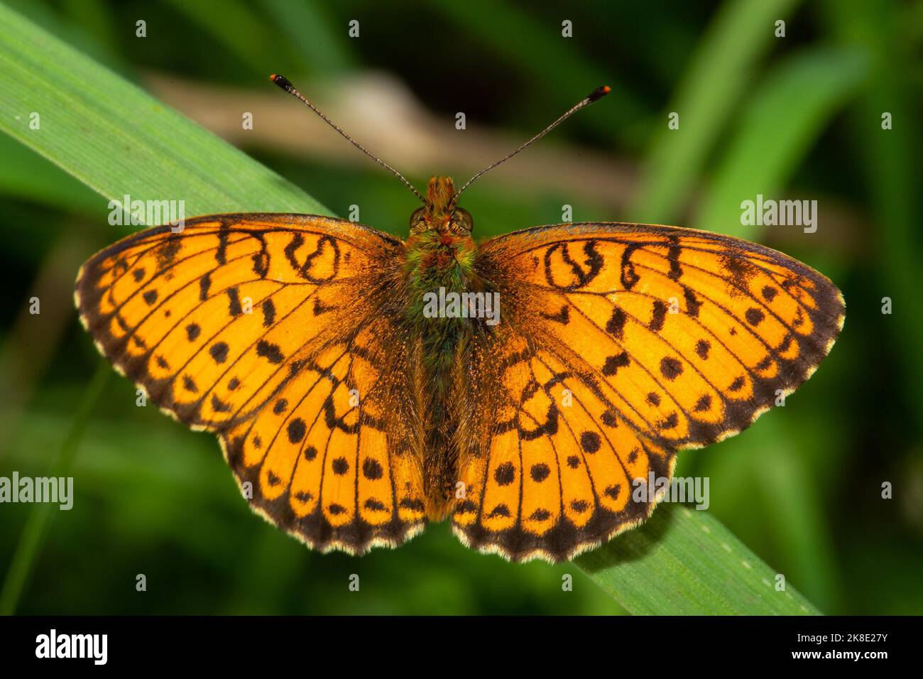 Meadowsweet mother-of-Fritillary butterfly with open wings sitting on ...