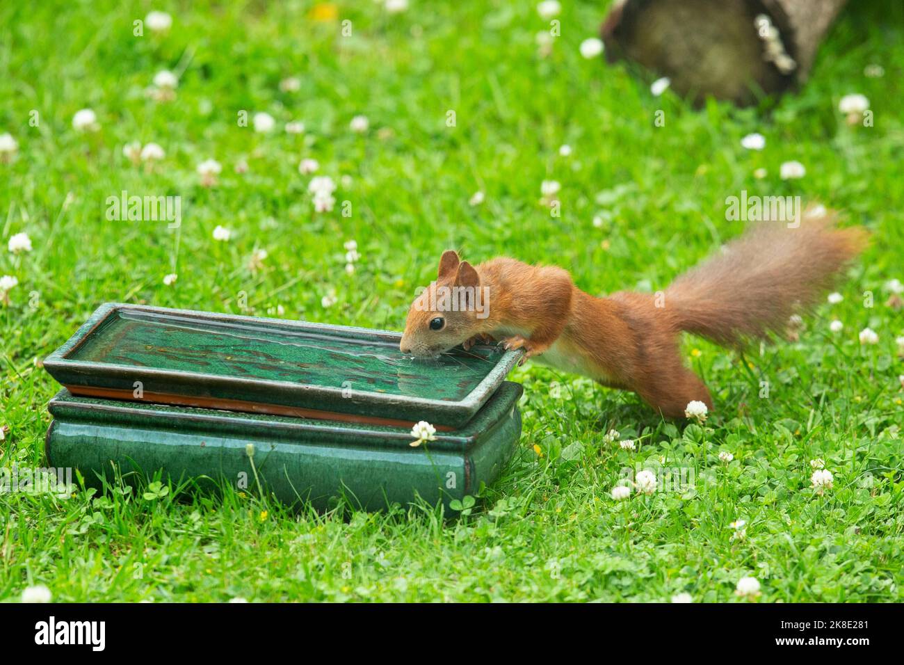 Squirrel standing at table with water in green grass leaning drinking ...