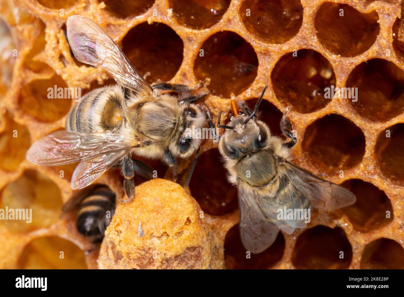 Honey bee two animals sitting at comb next to queen cell seeing ...