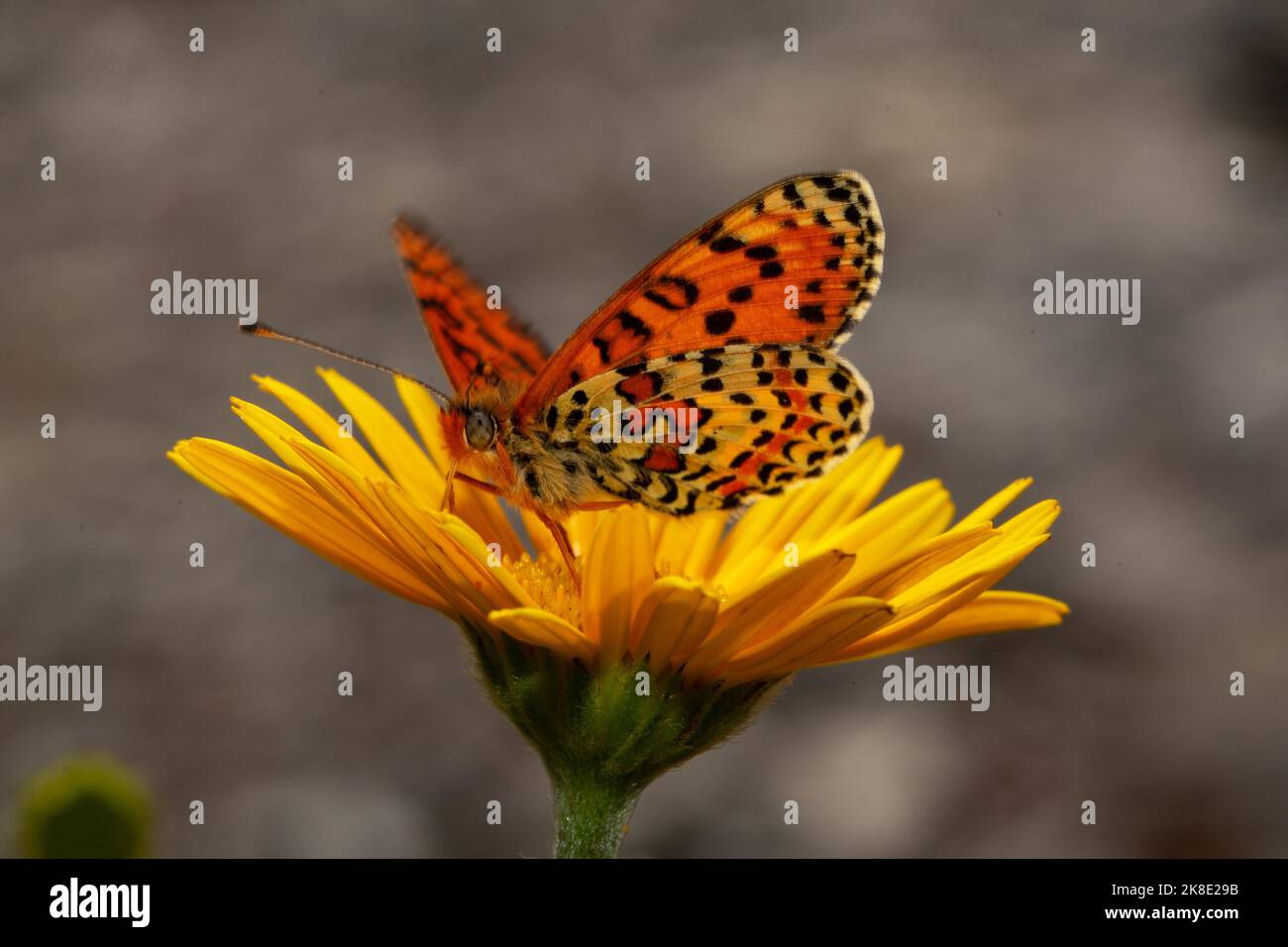 Red fritillary butterfly butterfly with open wings sitting on yellow ...