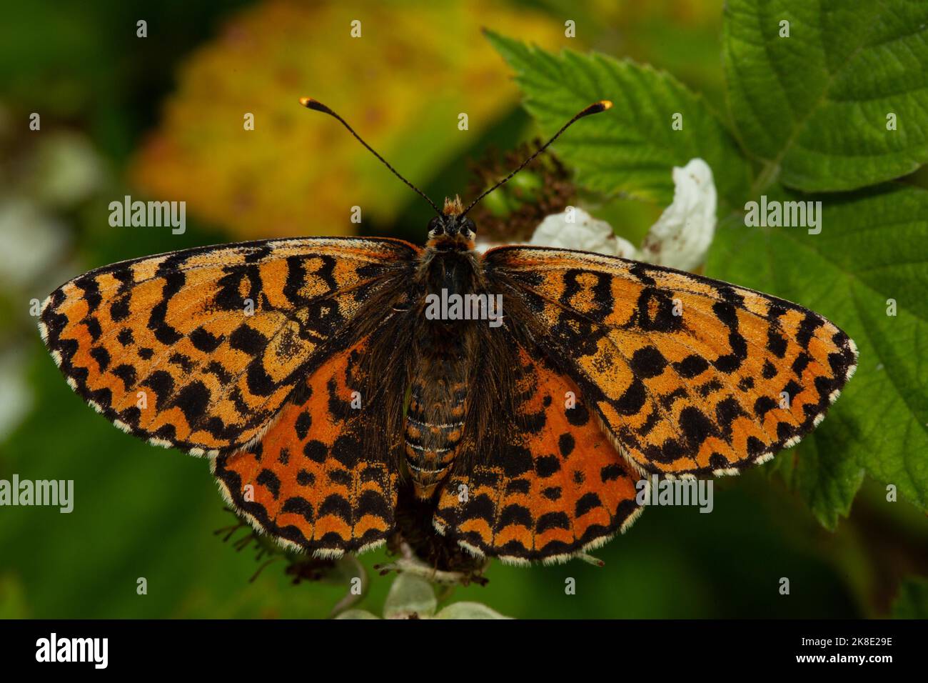 Red fritillary butterfly butterfly with open wings sitting on white ...