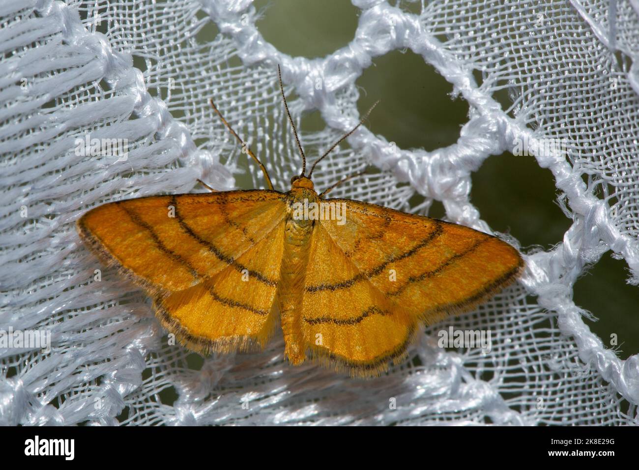Golden yellow meadow dwarf moth Butterfly with open wings sitting on ...