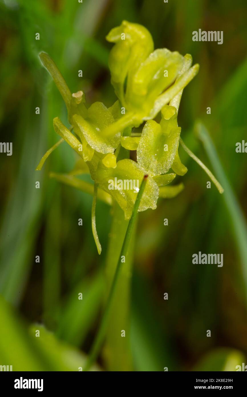 Glossy stalk, marsh glossy herb Inflorescence with a few light green ...