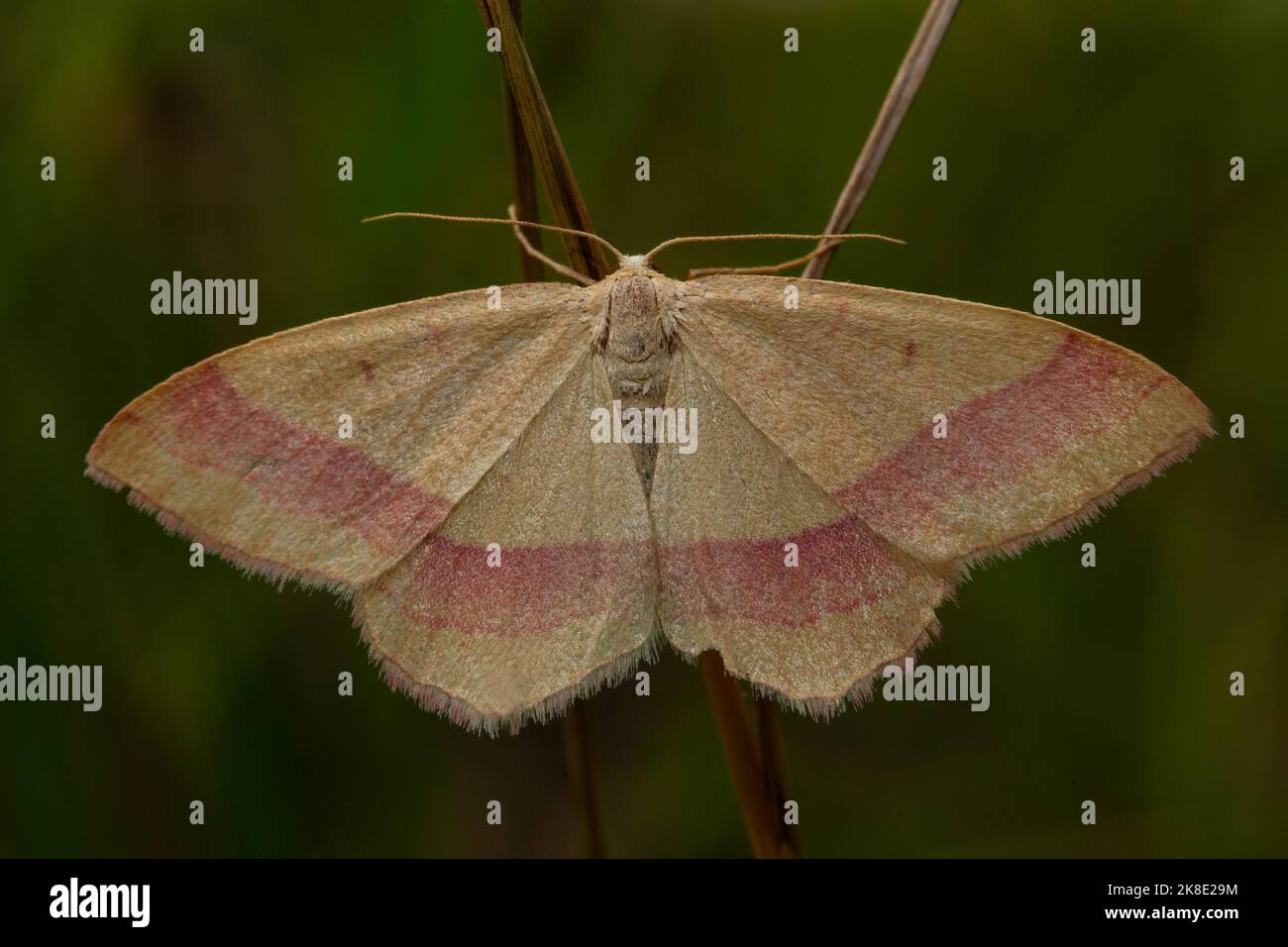 common pink-barred Moth with open wings sitting on brown stalks from ...