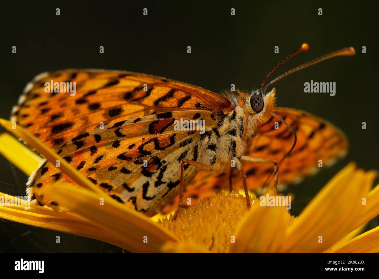 Red fritillary butterfly butterfly with open wings sitting on yellow ...