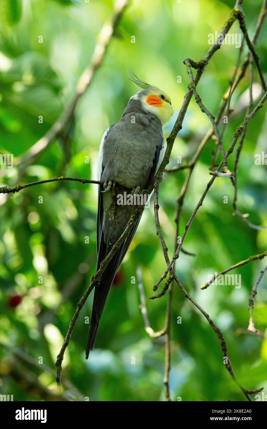 Parrot cockatiel hi-res stock photography and images - Alamy