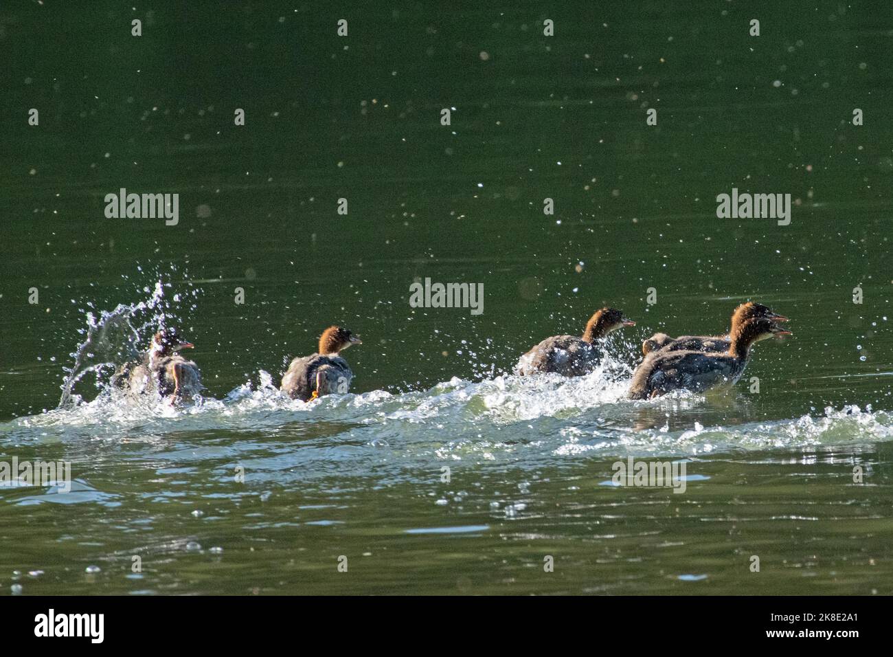 Goosander five fledglings running in water with water splash seen on ...