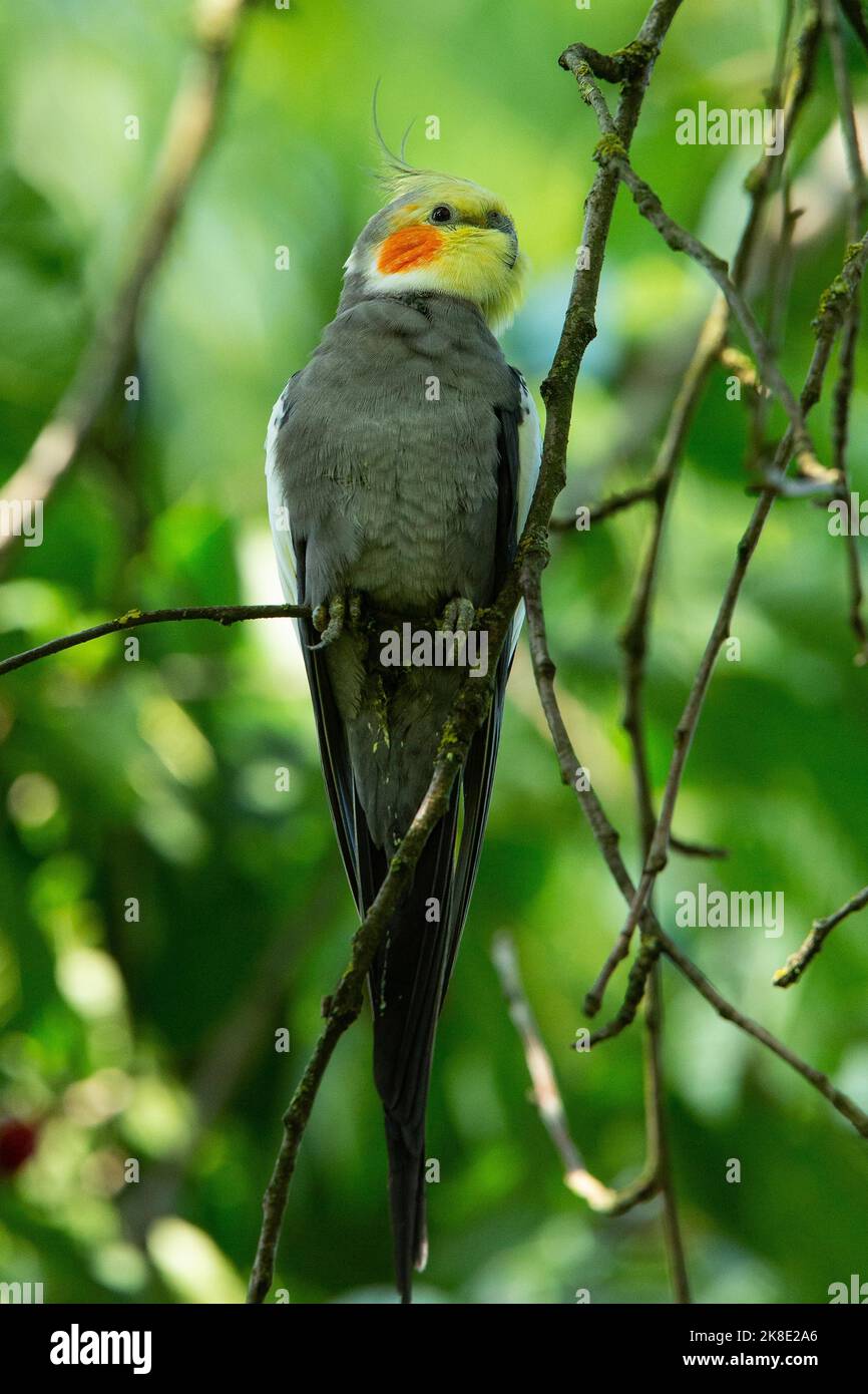 Cockatiel branch hi-res stock photography and images - Alamy