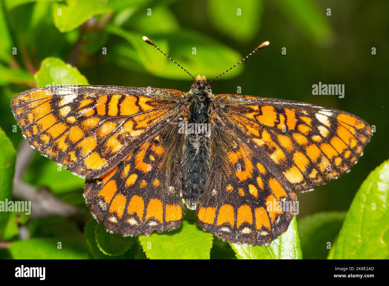 May bird, Ash fritillary butterfly Butterfly with open wings sitting on ...