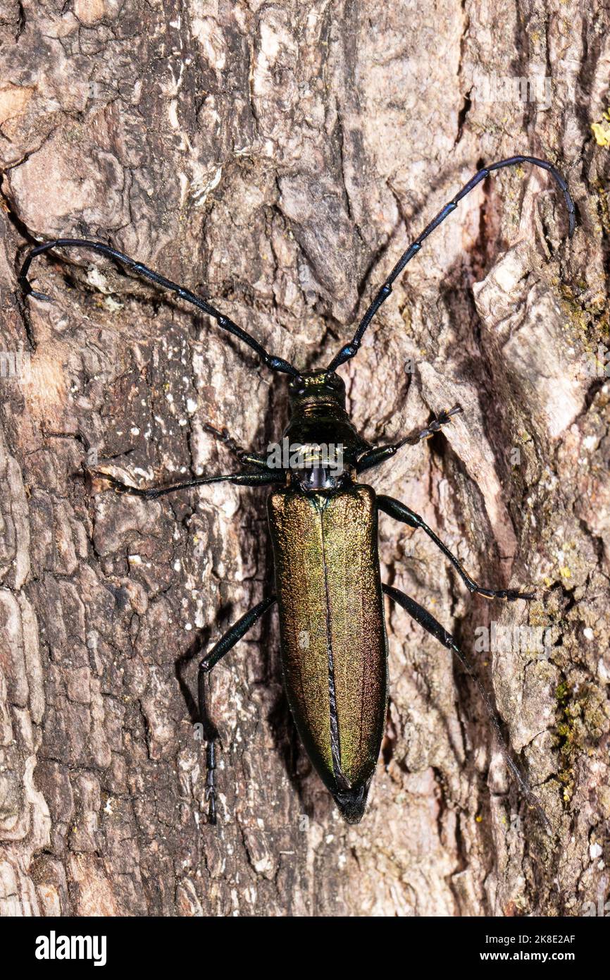 Muskbuck hanging on tree trunk looking up from behind Stock Photo - Alamy