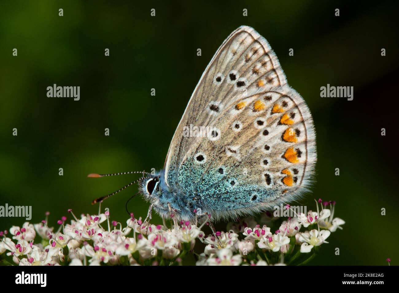 Common blue butterfly butterfly with closed wings sitting on white-red ...
