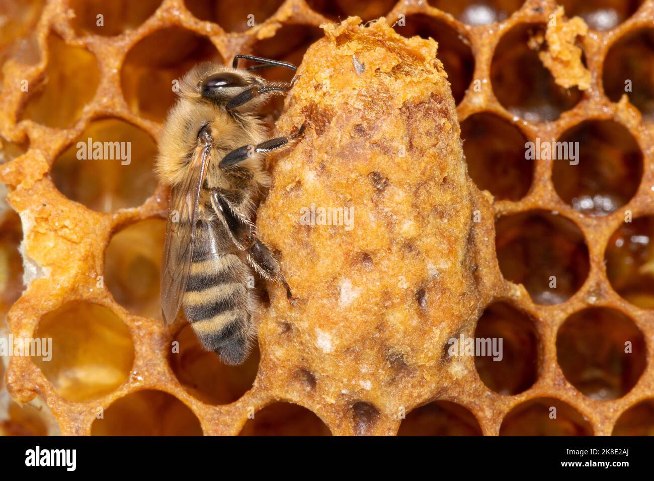 Honey bee sitting on comb next to queen cell seen on right side Stock ...