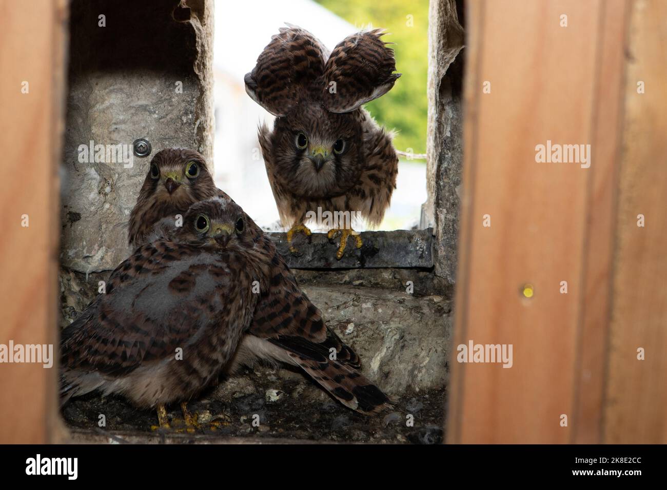 Kestrel three young birds wings stretched in nest in church tower ...