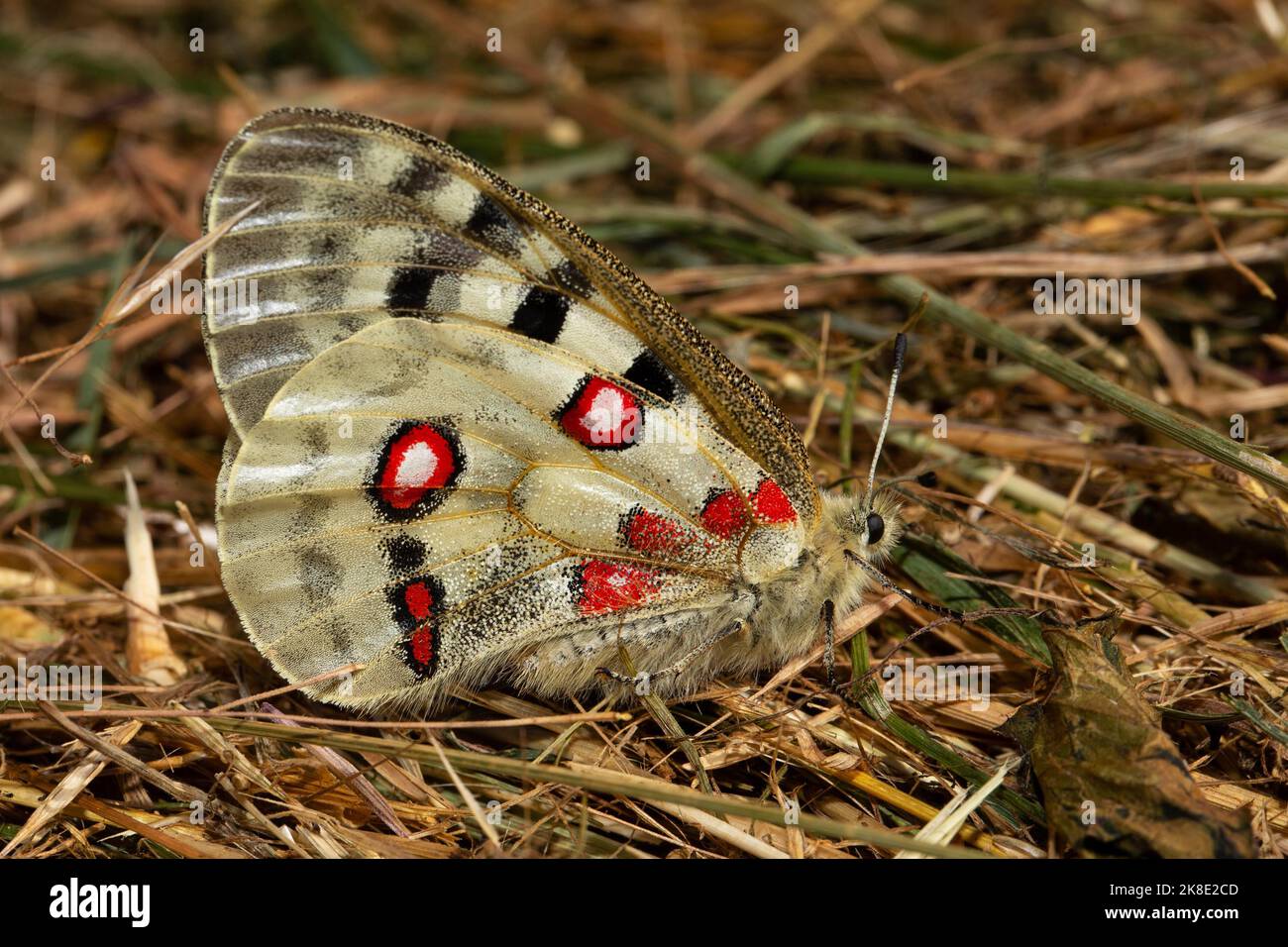 Apollo butterfly with closed wings sitting on ground between stalks ...