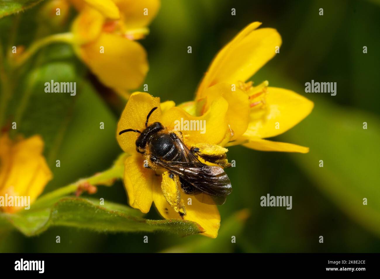 Alluvial thigh bee hi-res stock photography and images - Alamy