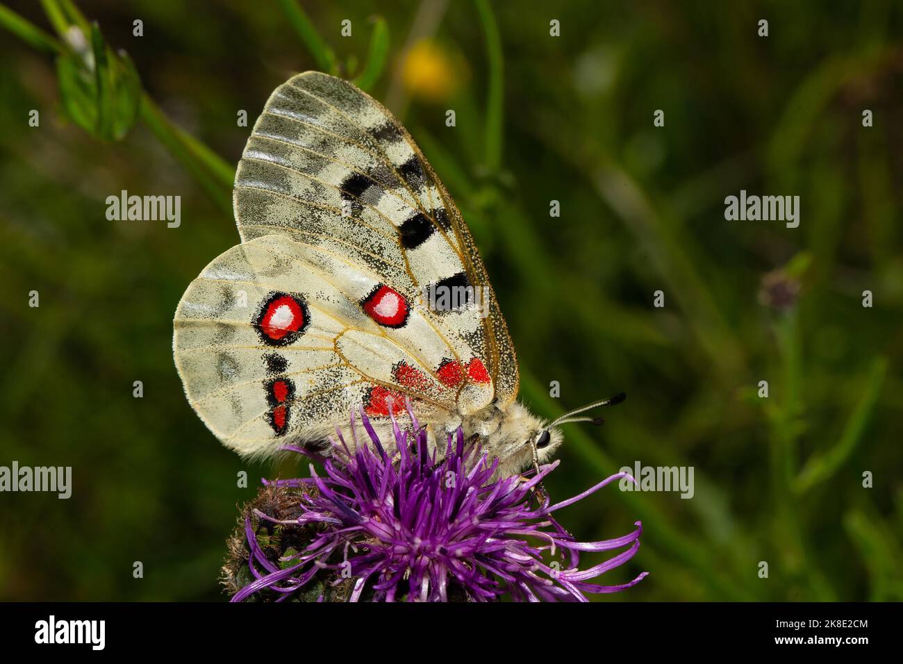 Apollo butterfly with closed wings sitting on purple flower looking ...