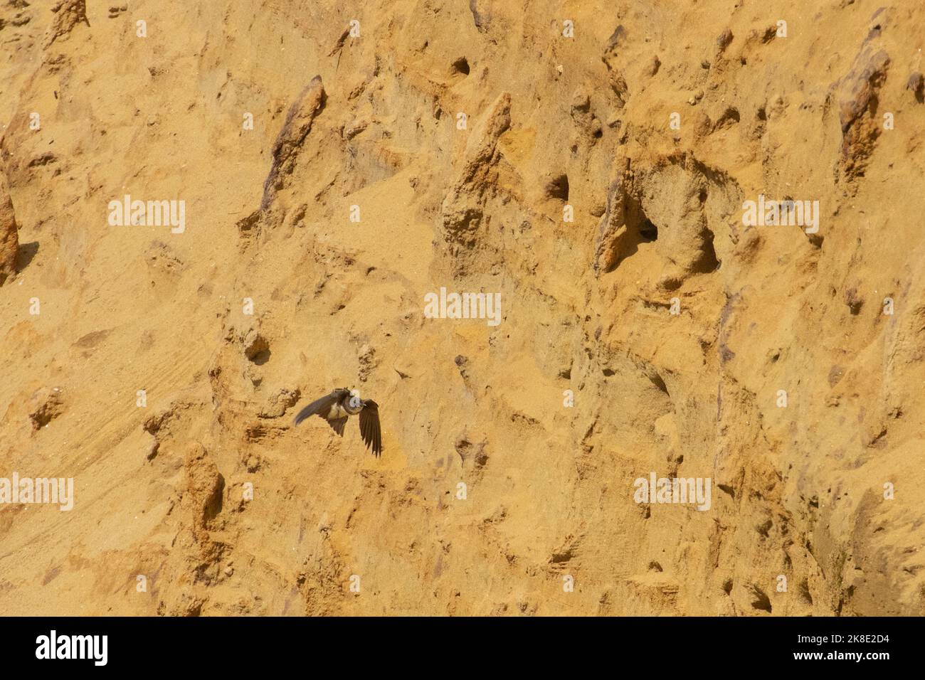 Sand martin flying right looking in front of sand wall with breeding ...