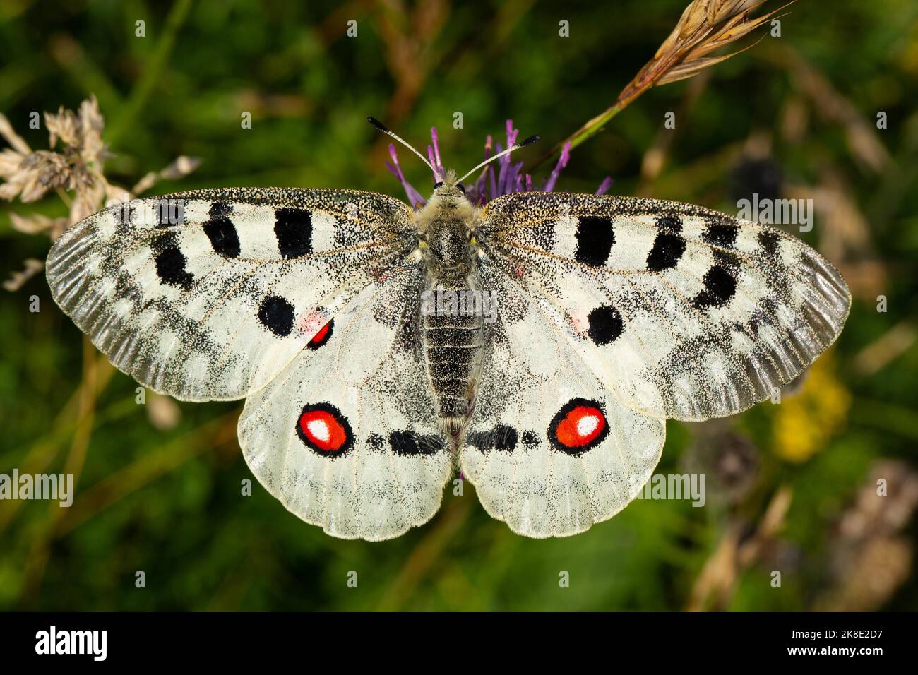 Apollo butterfly with open wings sitting on purple flower from behind ...