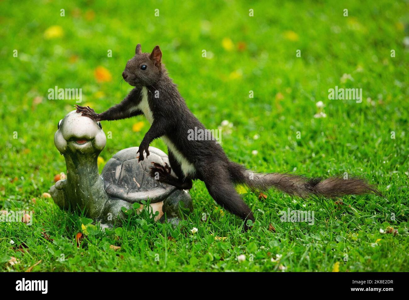 Squirrel standing next to turtle in green grass leaning left seeing ...