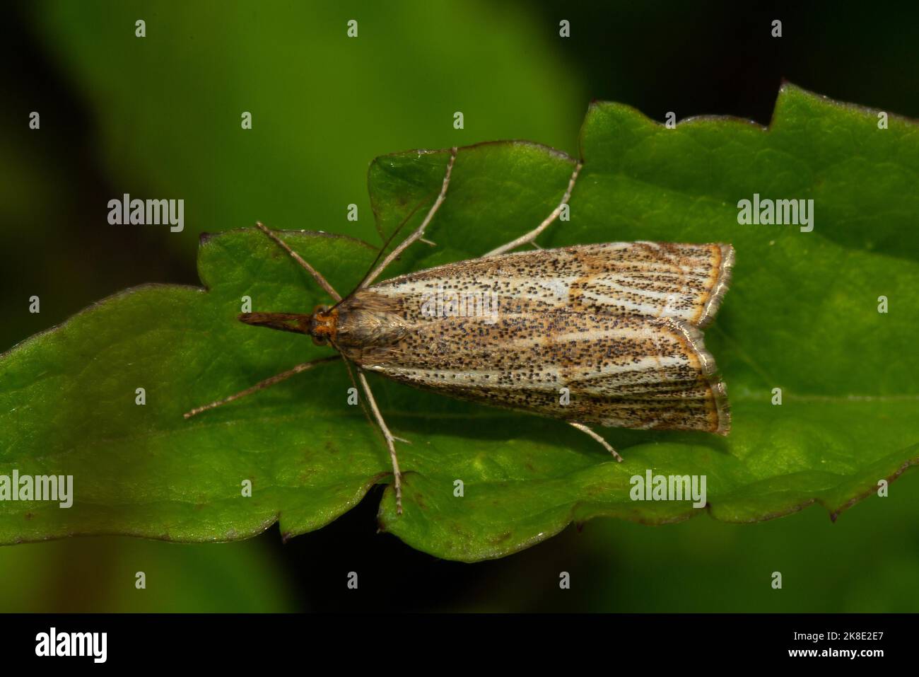 European beetle Thisanotia chrysonuchella Moth with closed wings ...
