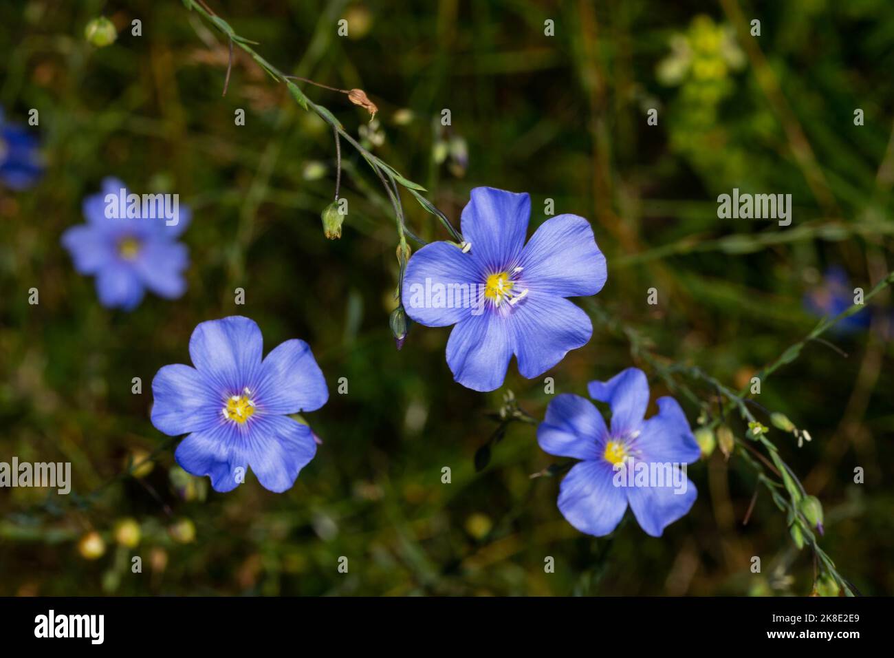 Persistent flax four blue flowers next to each other Stock Photo - Alamy