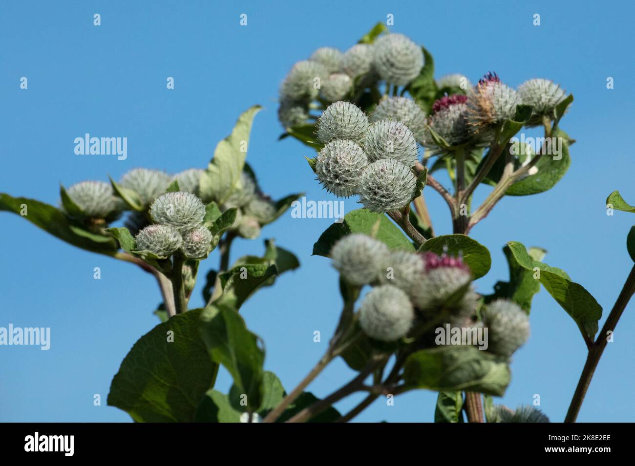 Felt bur hi-res stock photography and images - Alamy