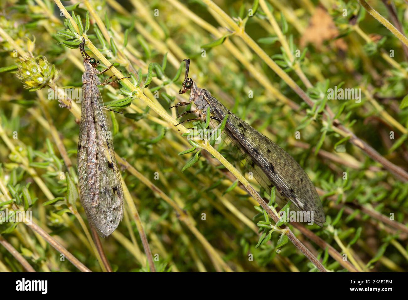 Spotted damselfly two animals with closed wings hanging on green stalks ...