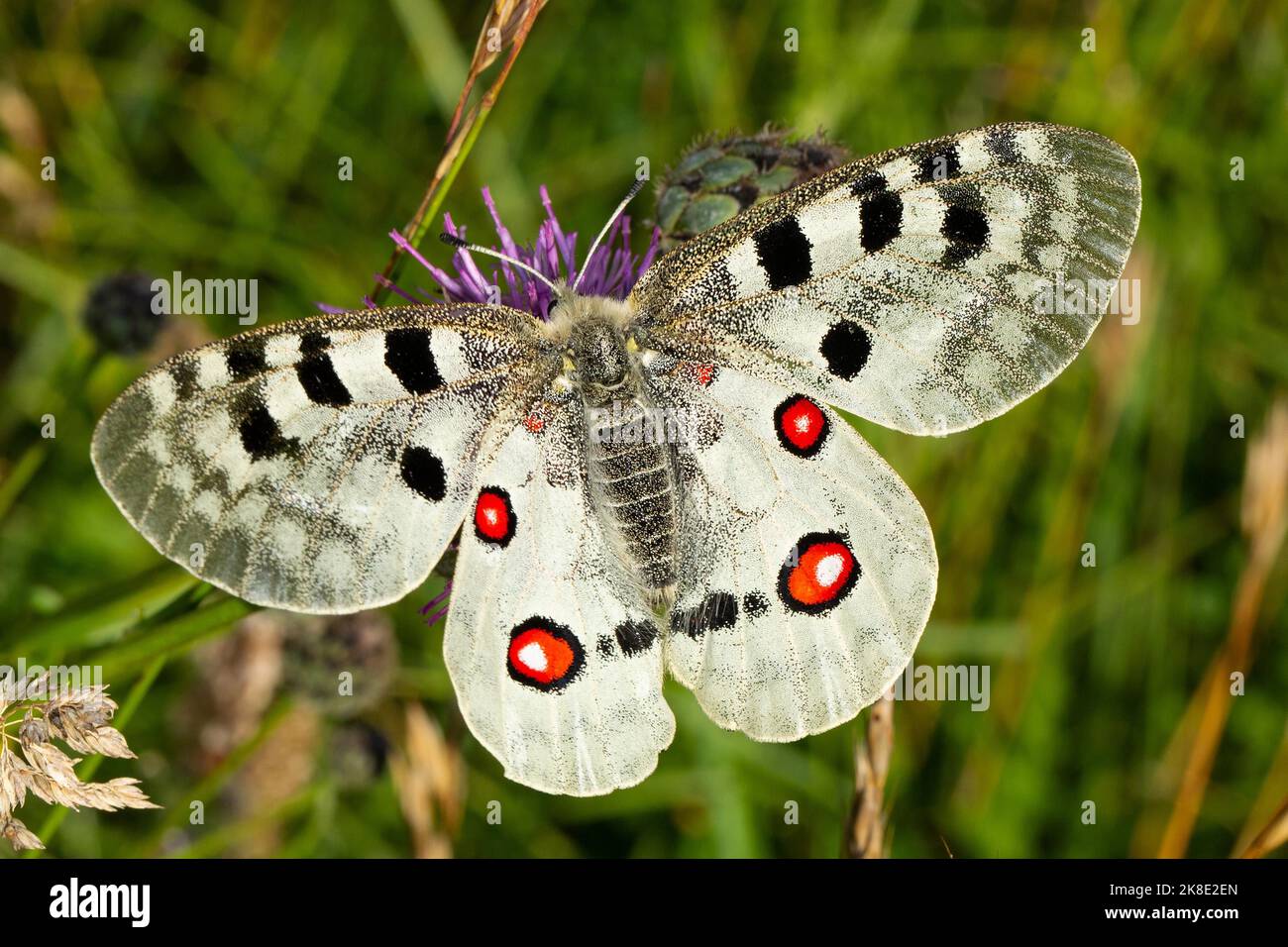 Apollo butterfly with open wings sitting on purple flower from behind ...