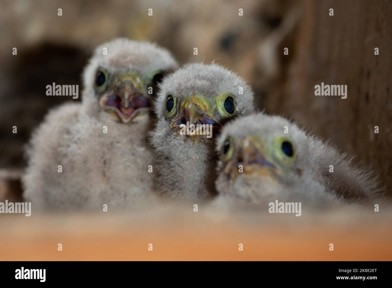 Kestrel three fledglings with open beaks sitting in nest in church ...