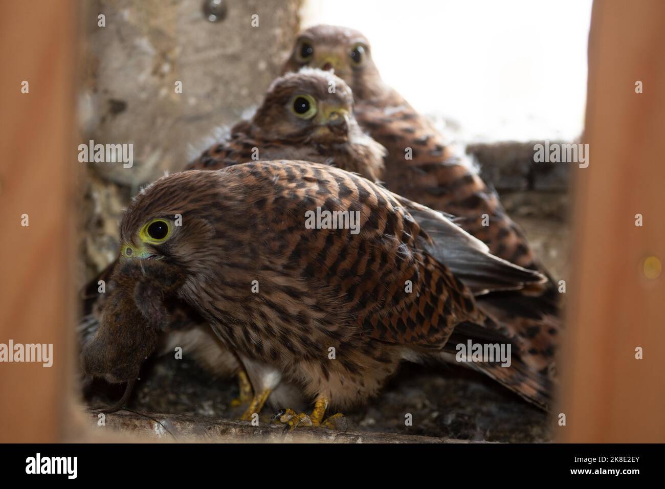 Kestrel three fledglings mouse eating in nest in church tower sitting ...