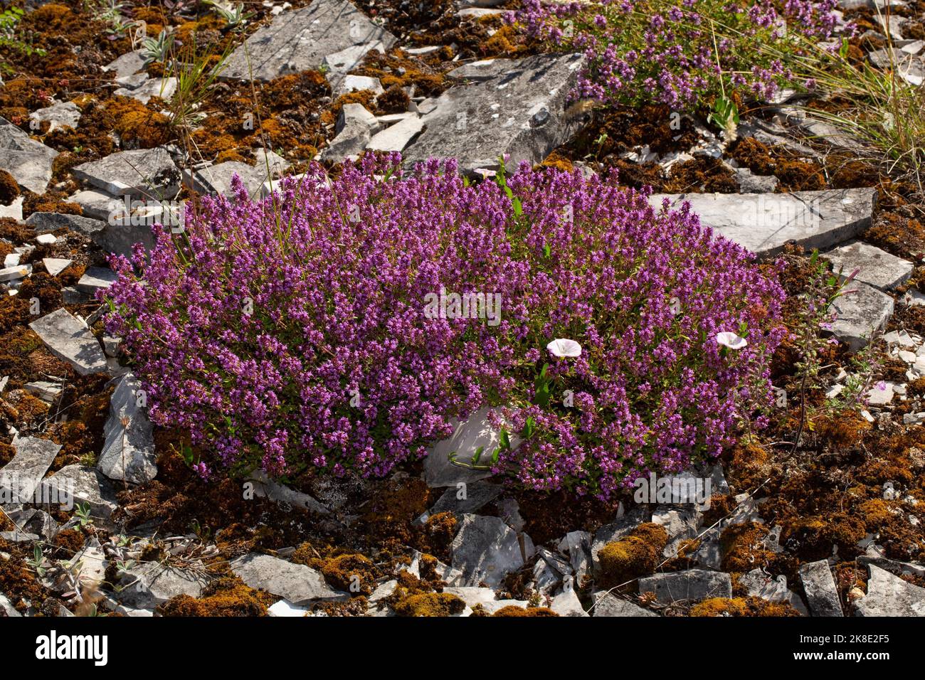 Real thyme cane with many purple flowers in stone surface Stock Photo ...
