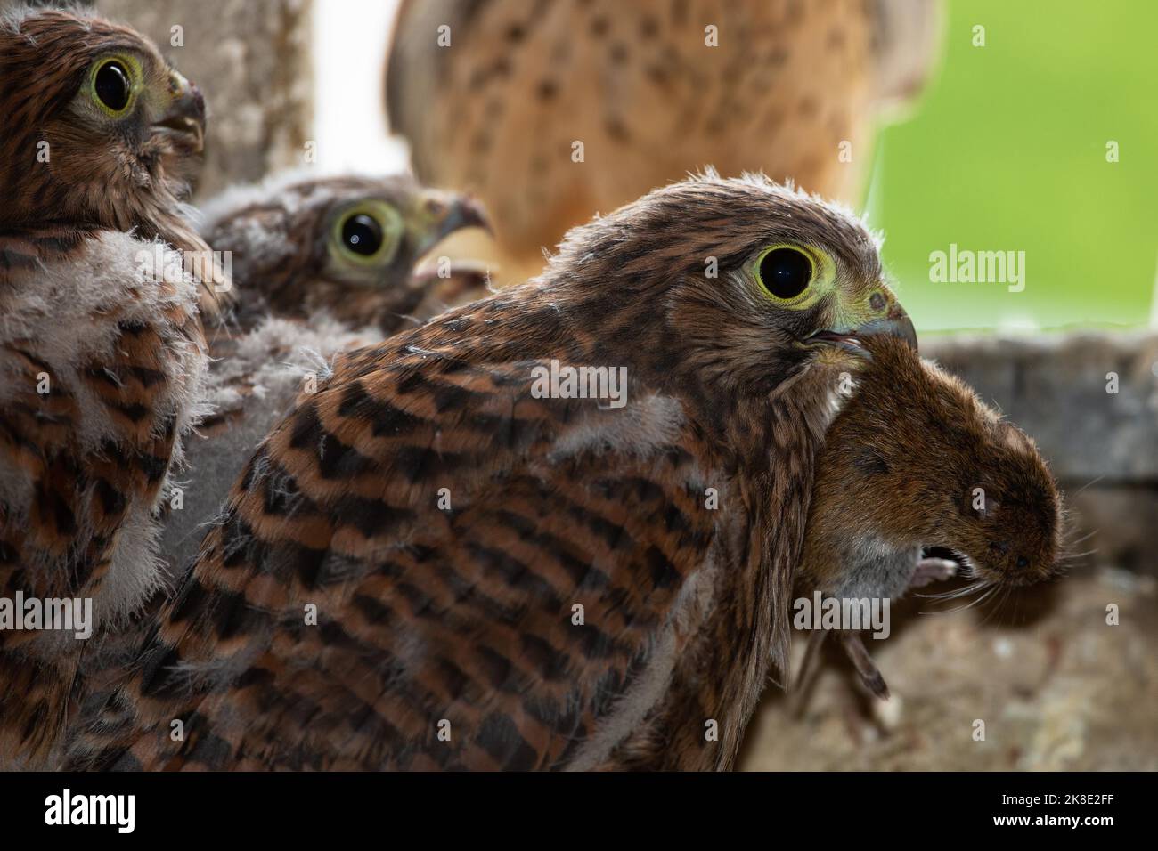 Kestrel young bird eating mouse in nest in church tower sitting seeing ...