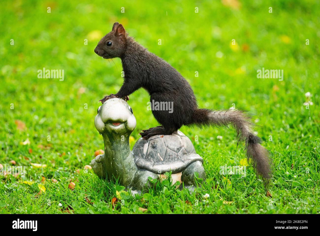 Squirrel standing on turtle in green grass looking left Stock Photo - Alamy